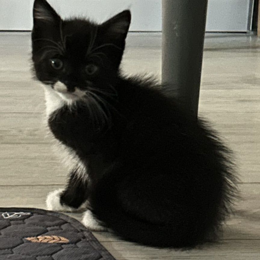 Котёнок в добрые руки