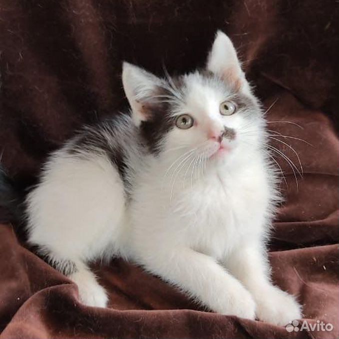Чудесная котенок Мэрилин 3 месяца в дар