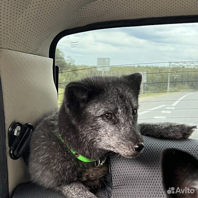 Пушной зверек