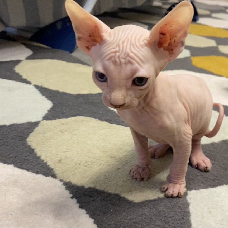 Котёнок сфинкса