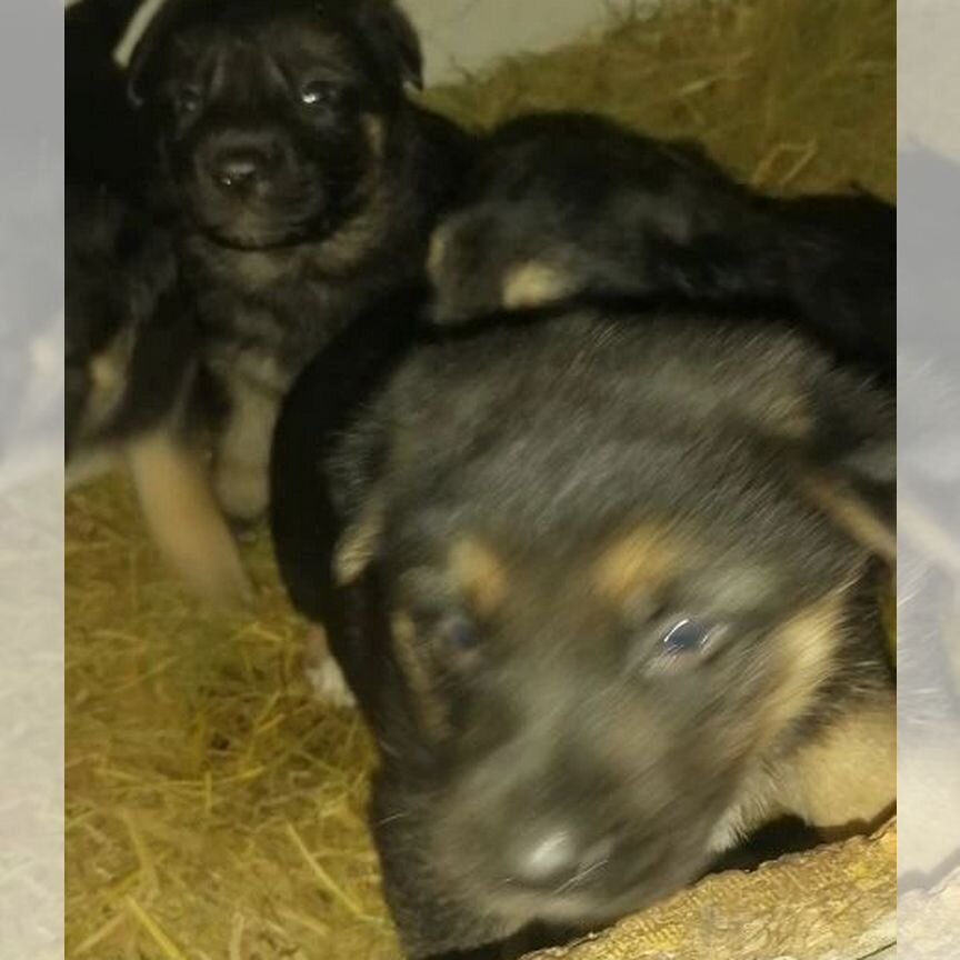 Восточноевропейская овчарка, щенок