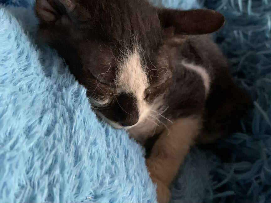 Донской сфинкс котята