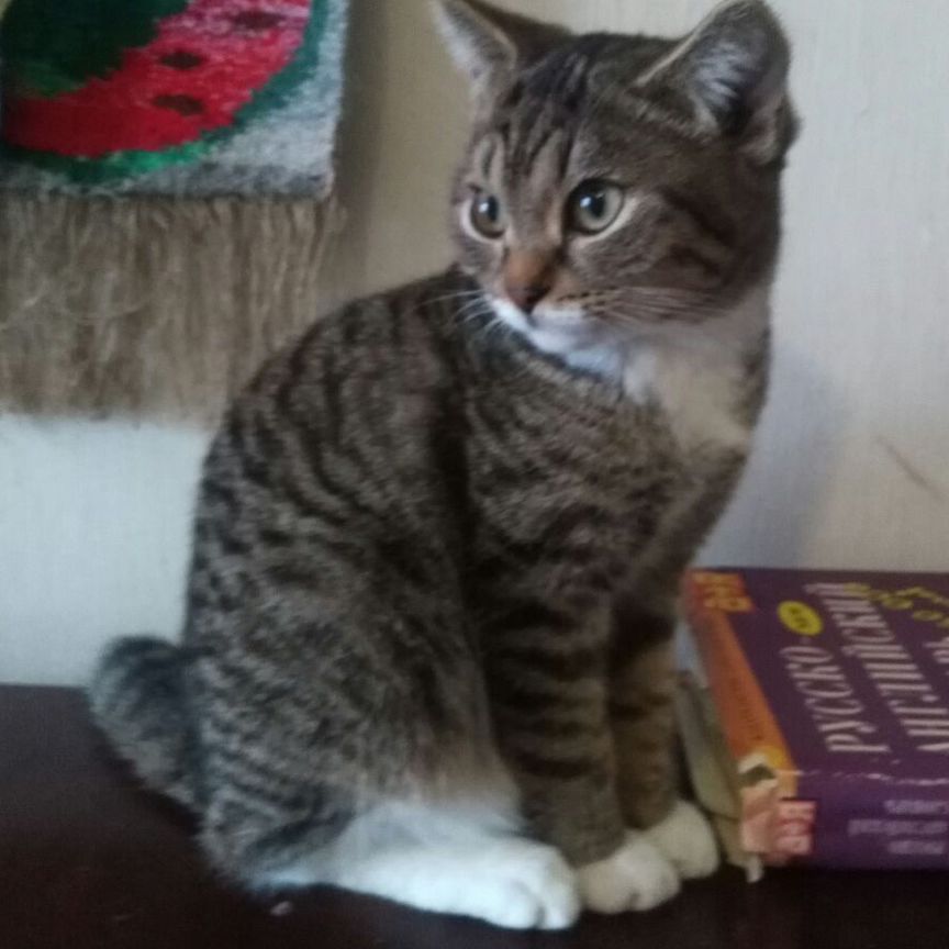 Котёнок в добрые руки