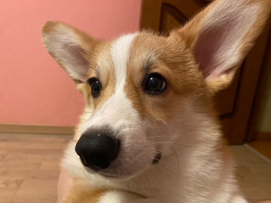 Вязка вельш-корги пемброка