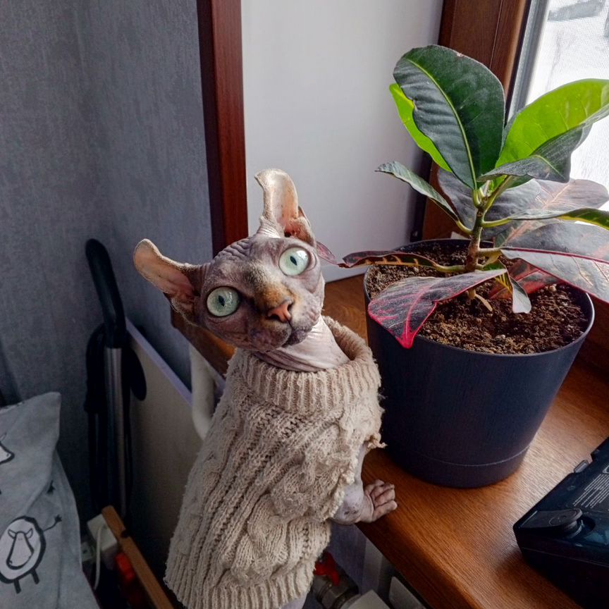 Двэльф