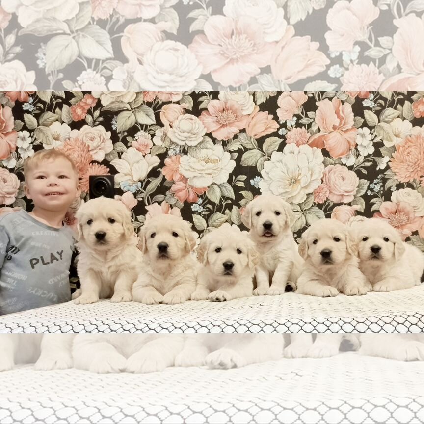 Золотистый ретривер, щенок