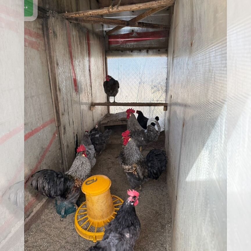 Петухи и куры бронь до субботы