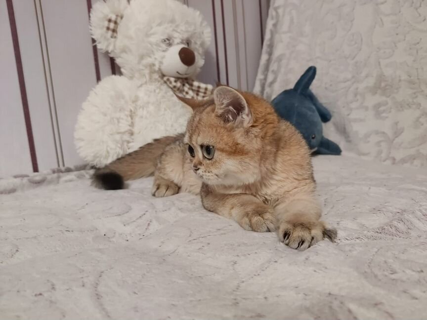 Кошка