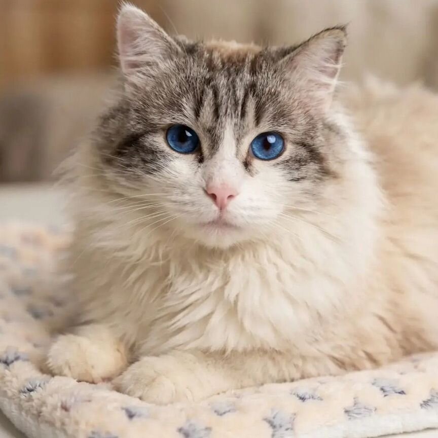 Взрослый кот в добрые руки