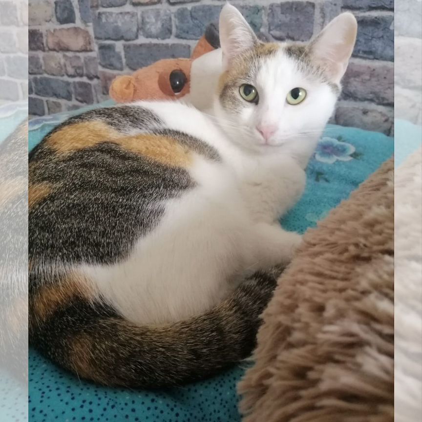 Кошечка Леся