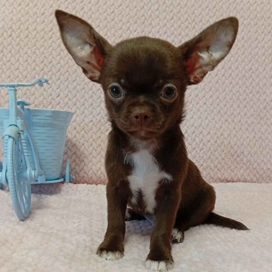 Чихуахуа, щенок