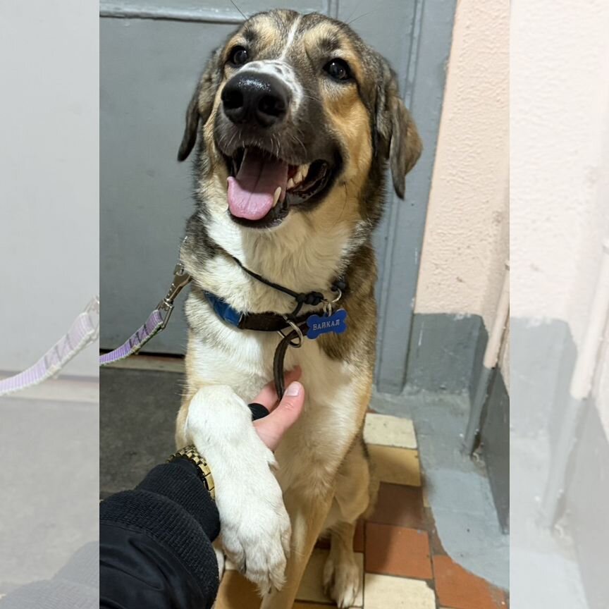 Взрослый пёс в добрые руки