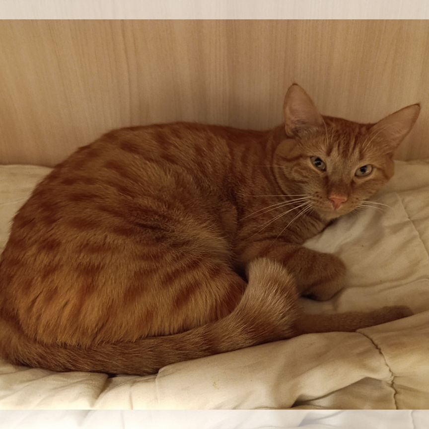 Взрослый кот в добрые руки