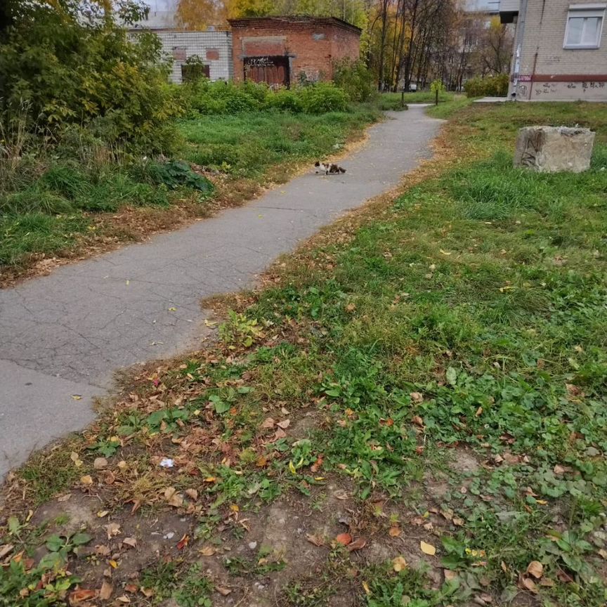 Красивейшая кошка без дома