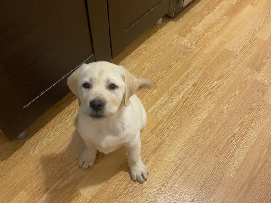 Продам 1 щенка лабладора