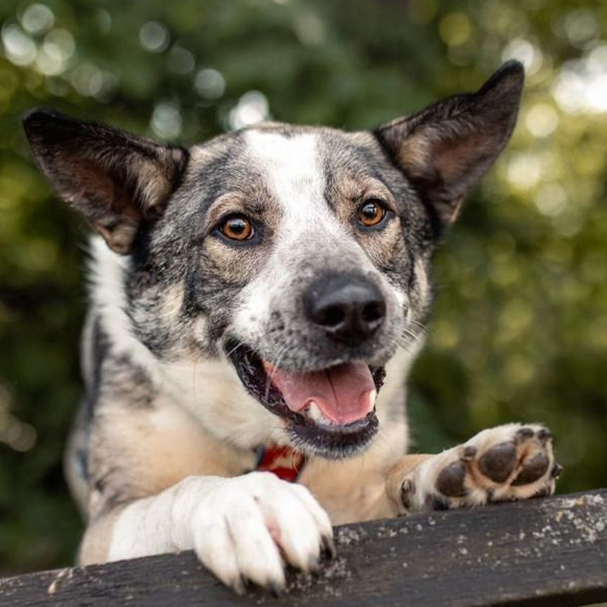 Взрослый пёс в добрые руки