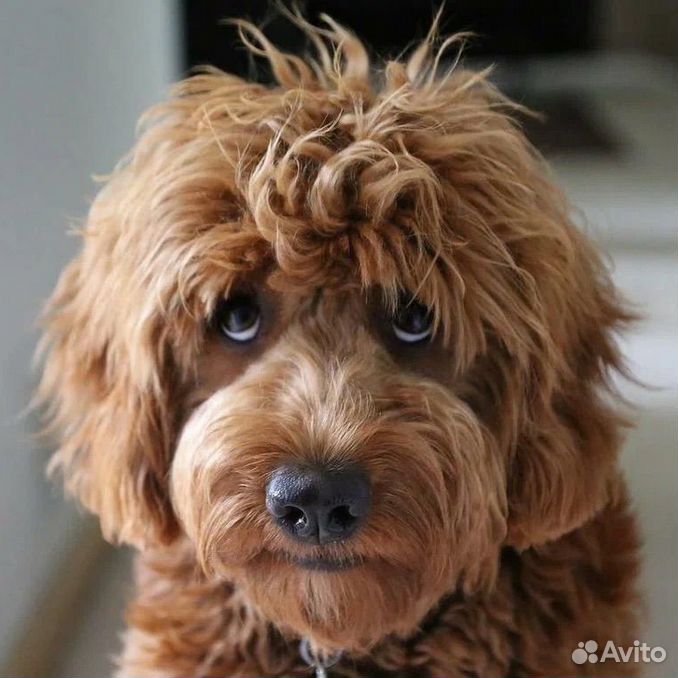 Собака Голден Дудль