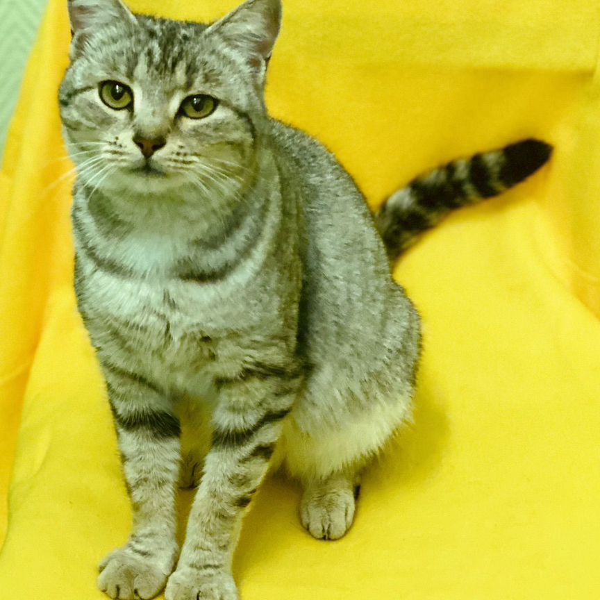 Кошечка в добрые руки