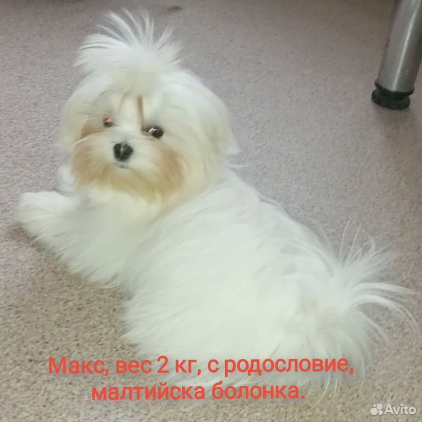 Мальчик мини мальтезе вязка