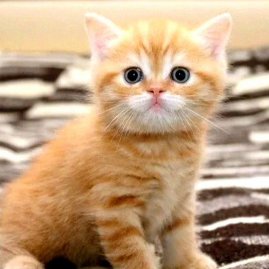 Рыжие плюшки)