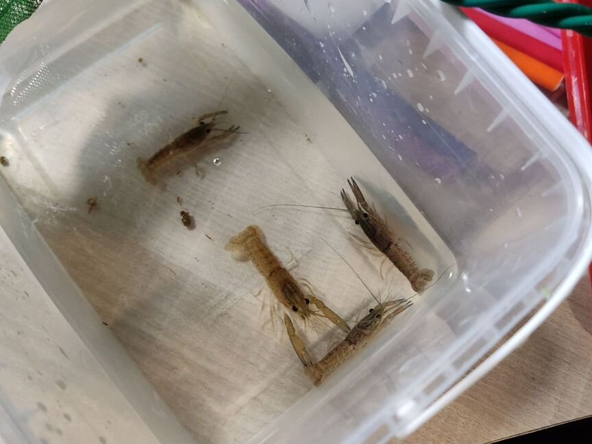 Австралийский красноклешневый рак