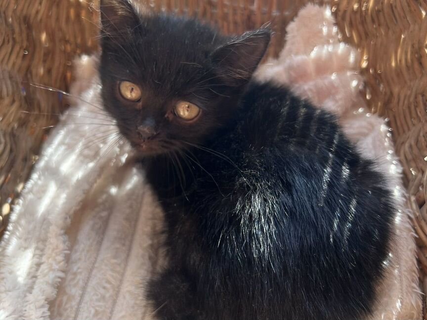 Маленькая кошечка 1,5 месяца