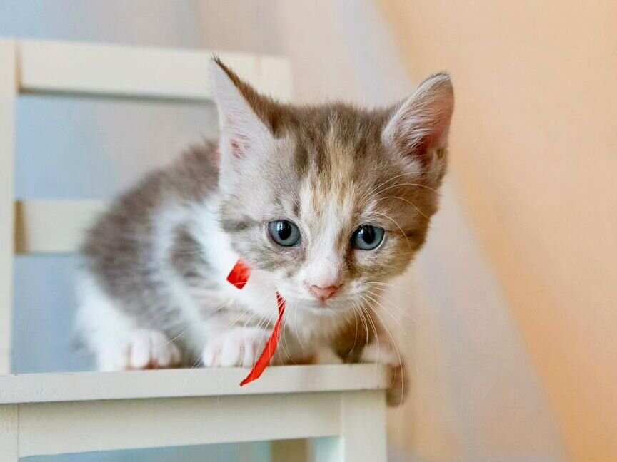 Девочка припевочка