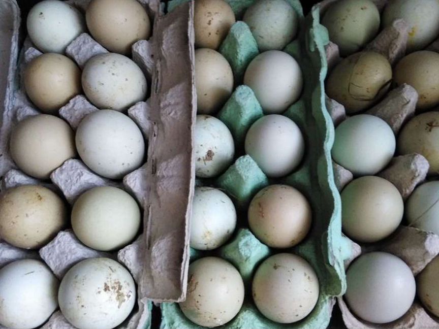 Яйцо куриное, утиное