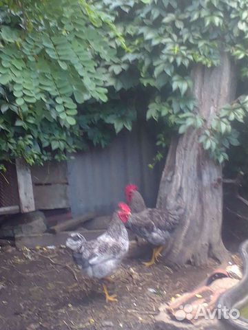 Петухи породы доминант