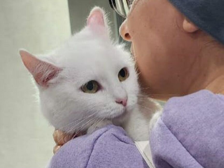 Фима и Жасмин для надёжных хозяев. Стерилизованы