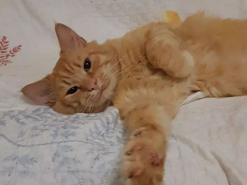 Рыжий кот, кошка, котёнок, счастье