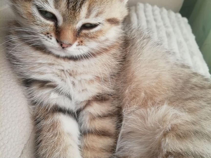 Британские котята