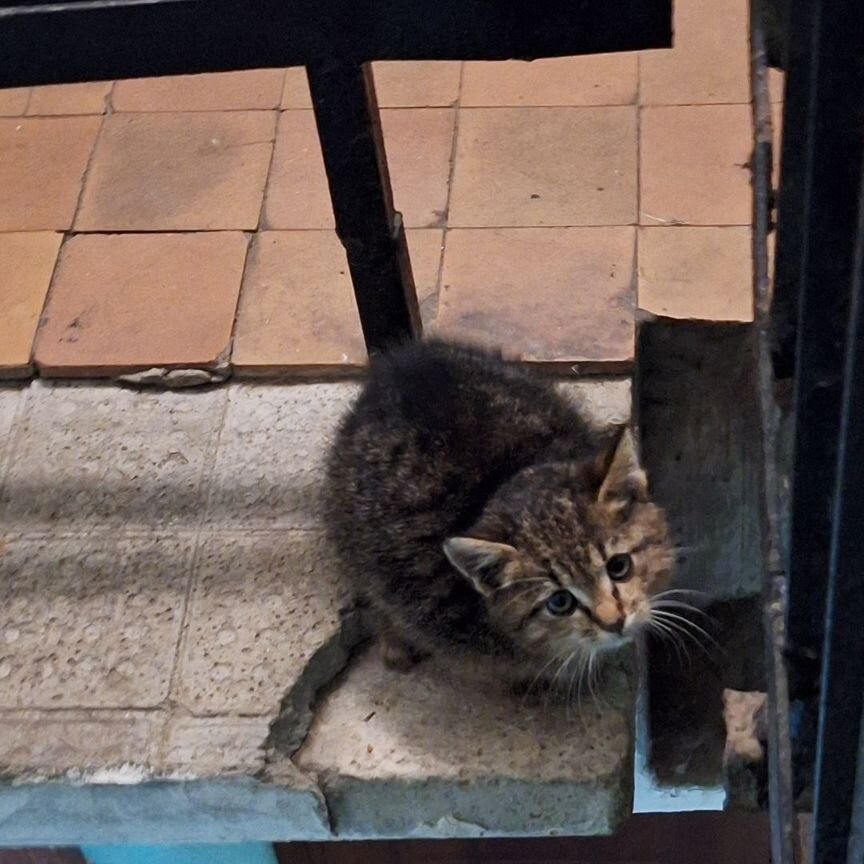 Отдаем котенка в добрые руки