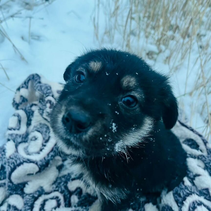 Овчарёнок