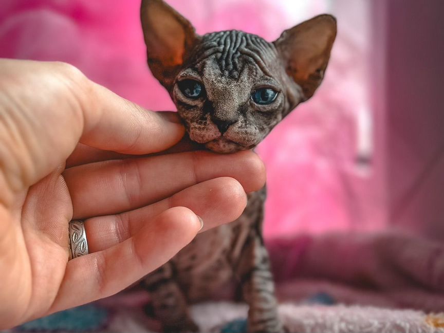 Котята сфинкс