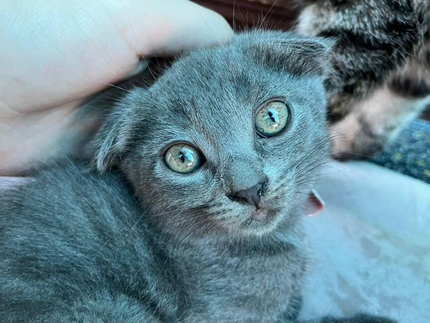 Шотландская вислаухая