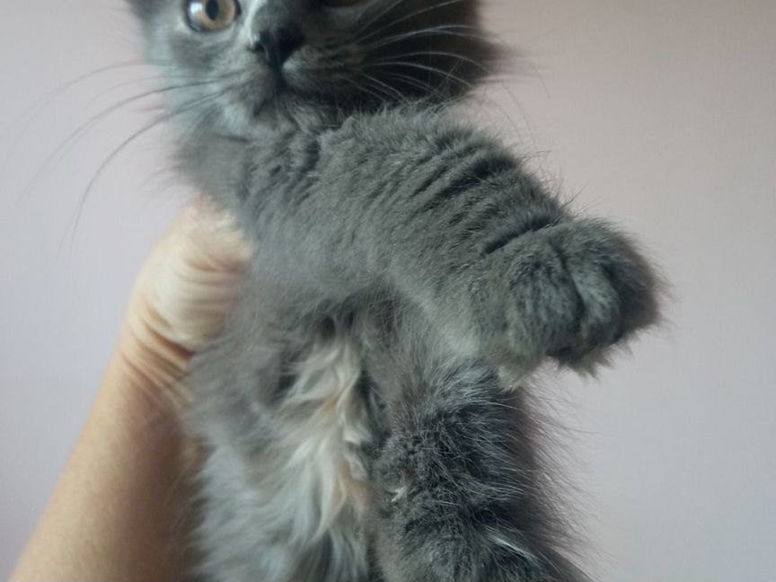 Кошечка дымчатая