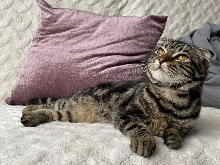 Шотландский вислоухий