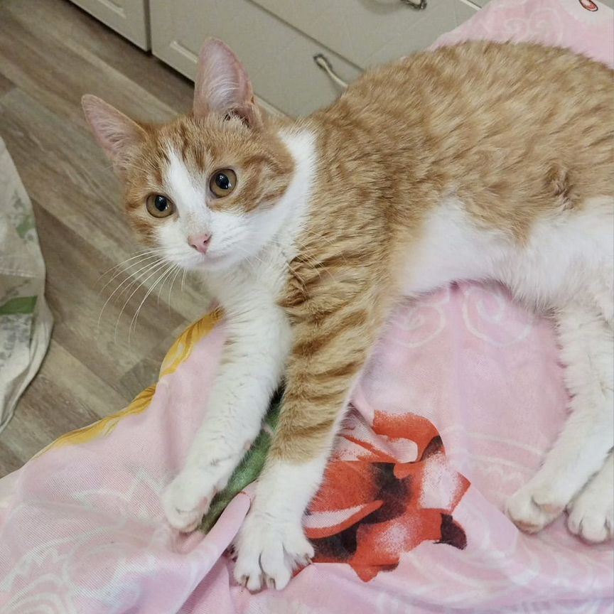 Ласковая и плюшевая Рыжуха