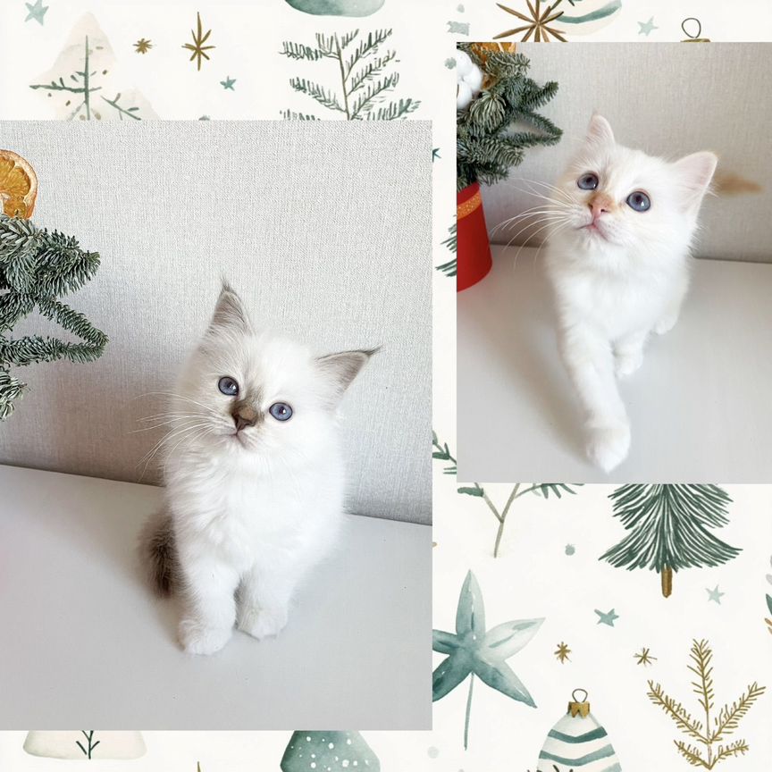 Котята Священная бирма