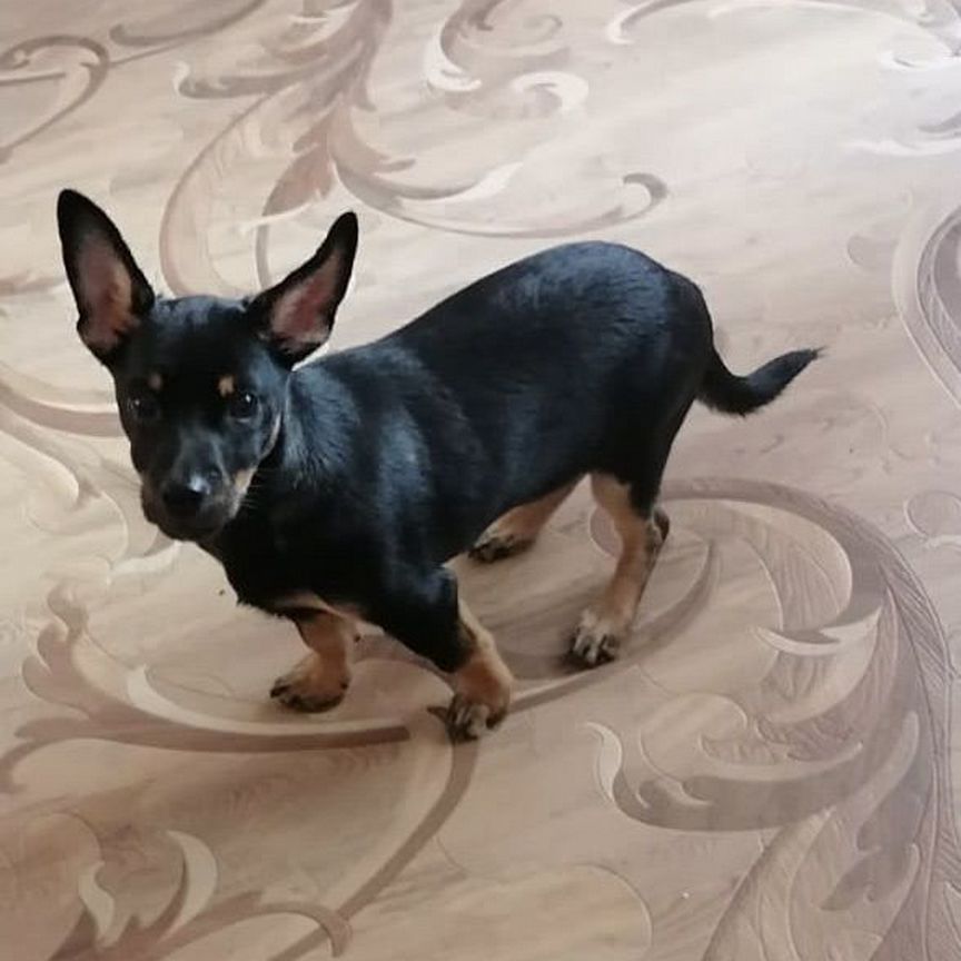 Той-терьер в добрые руки