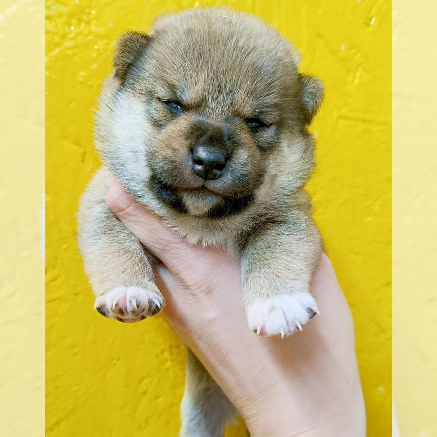 Сиба-ину, щенок
