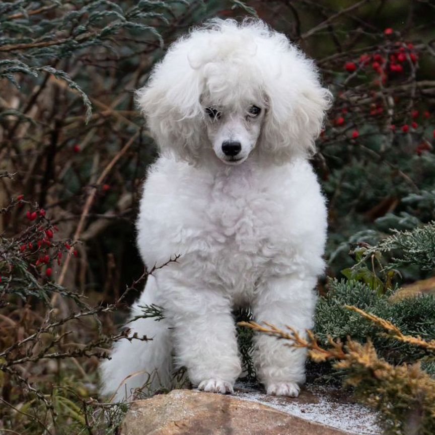 Той пудель белый девочка