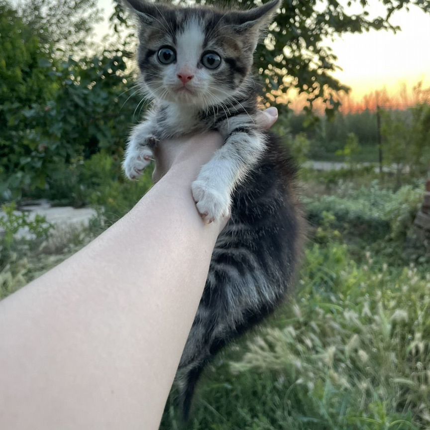 Отдаем котенка (мальчика) в добрые руки
