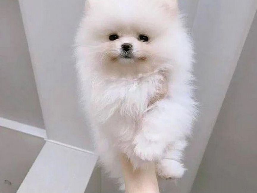 Померанский шпиц мини щенок