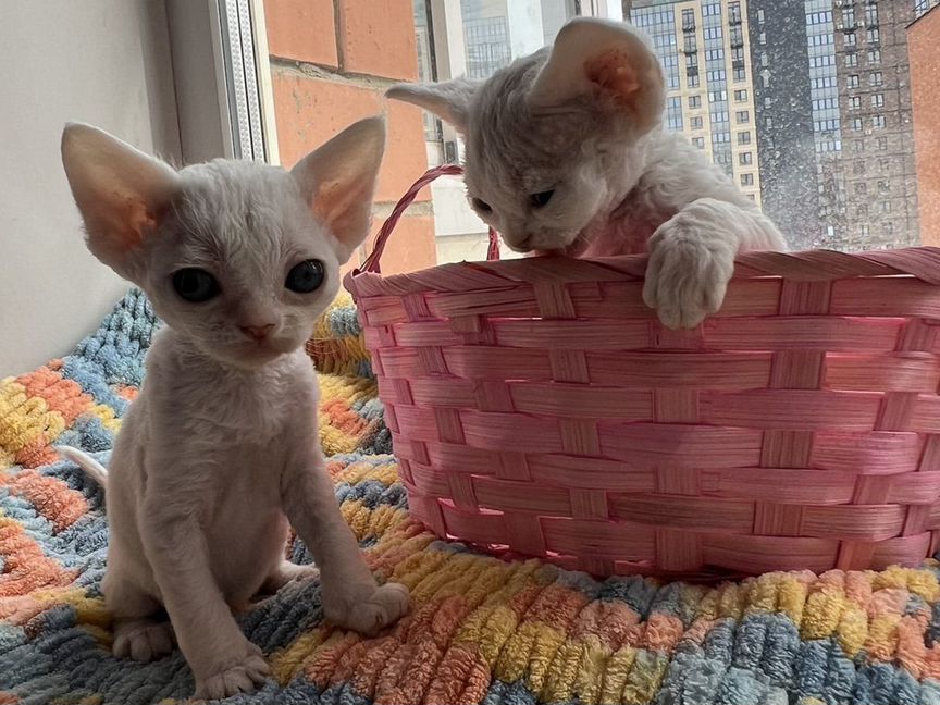 Котята девон-рекс