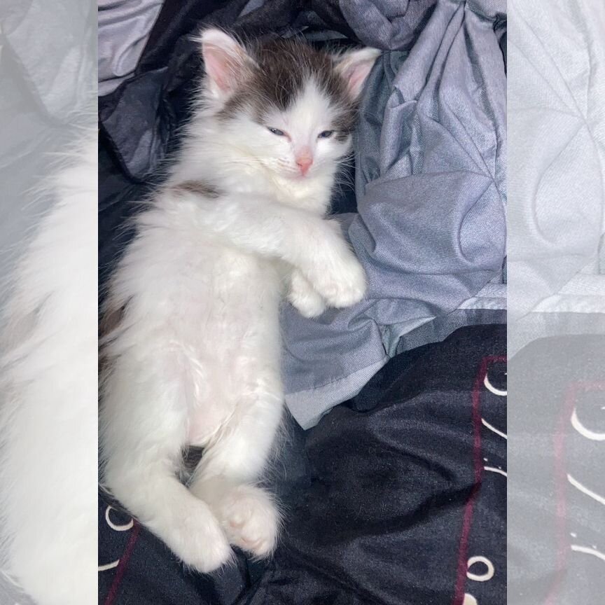 В добрые руки котенок