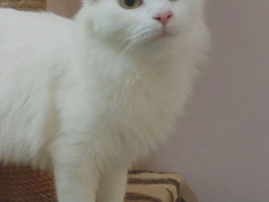 Кот Саймон в добрые руки