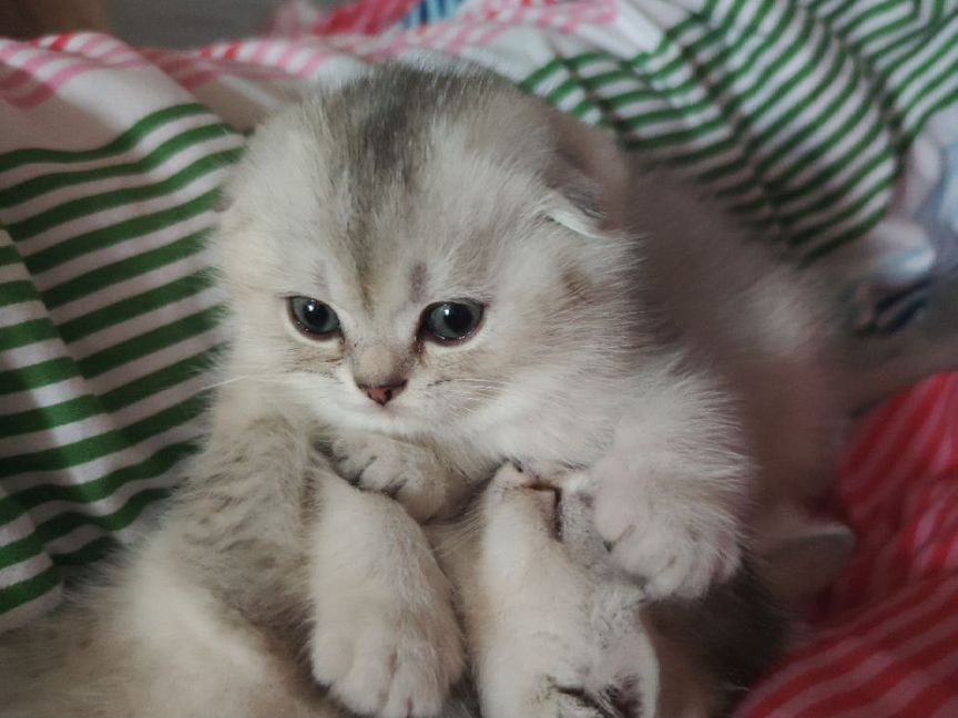 Шотландские вислоухие котята
