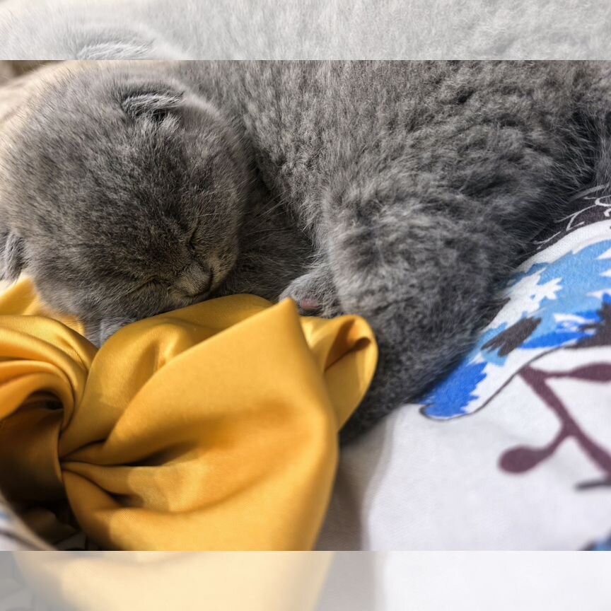 Шотландский вислоухий короткошёрстный котёнок